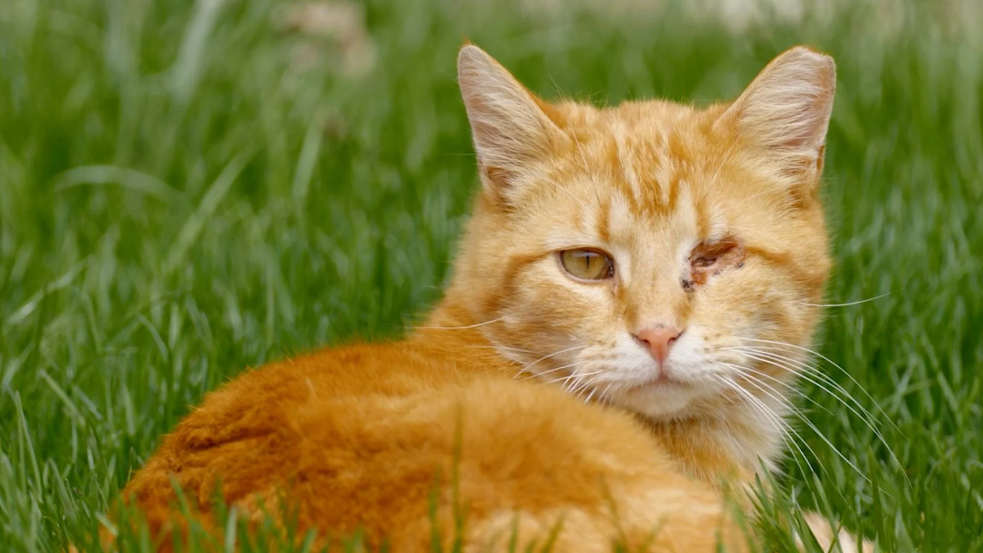 Film Review: ‘Cat City’ Explores the Nine Lives of Street Cats - Awards ...